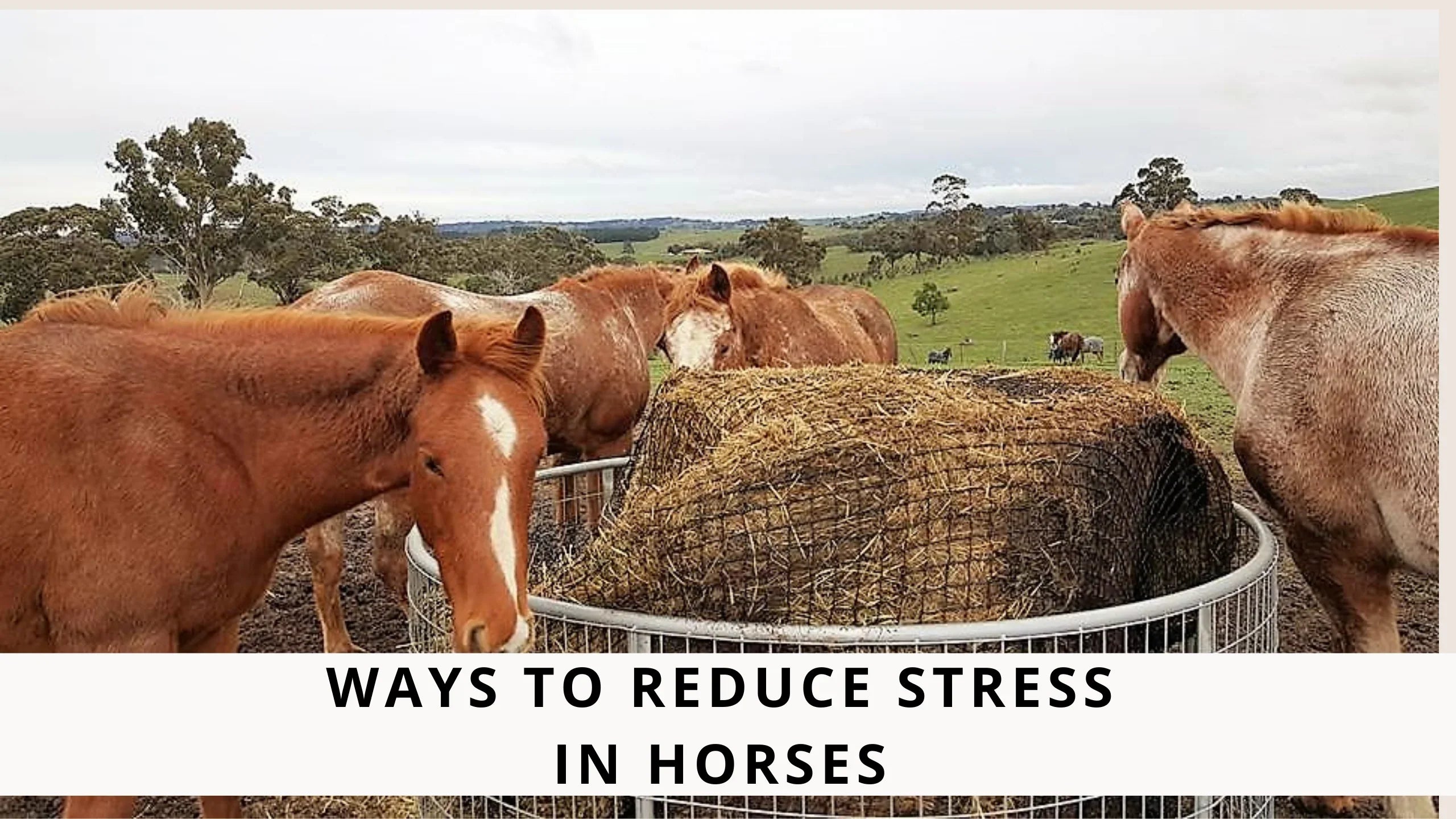 Ways to REDUCE STRESS in Horses – Gutzbusta USA