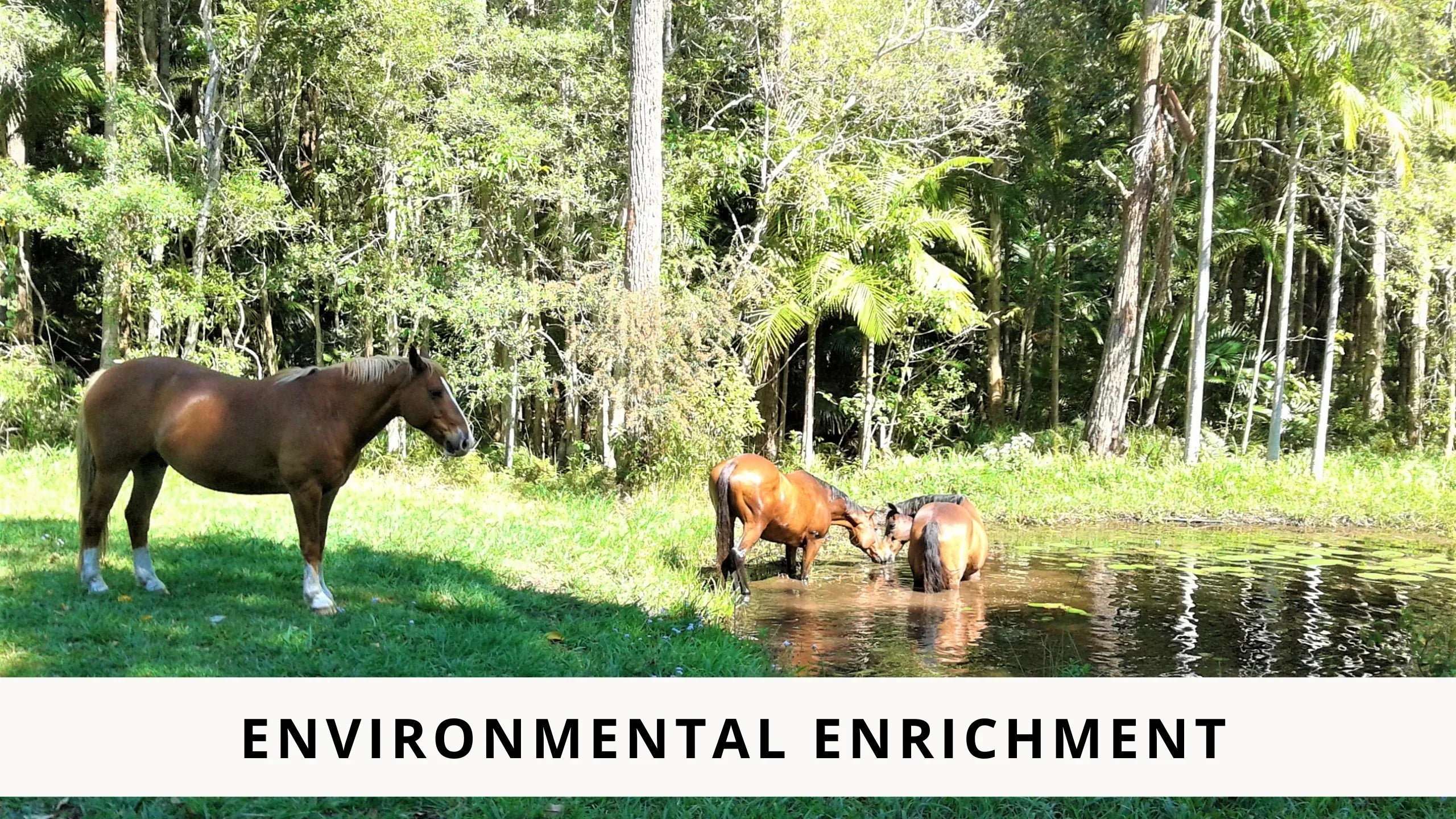 Environmental Enrichment – Gutzbusta USA