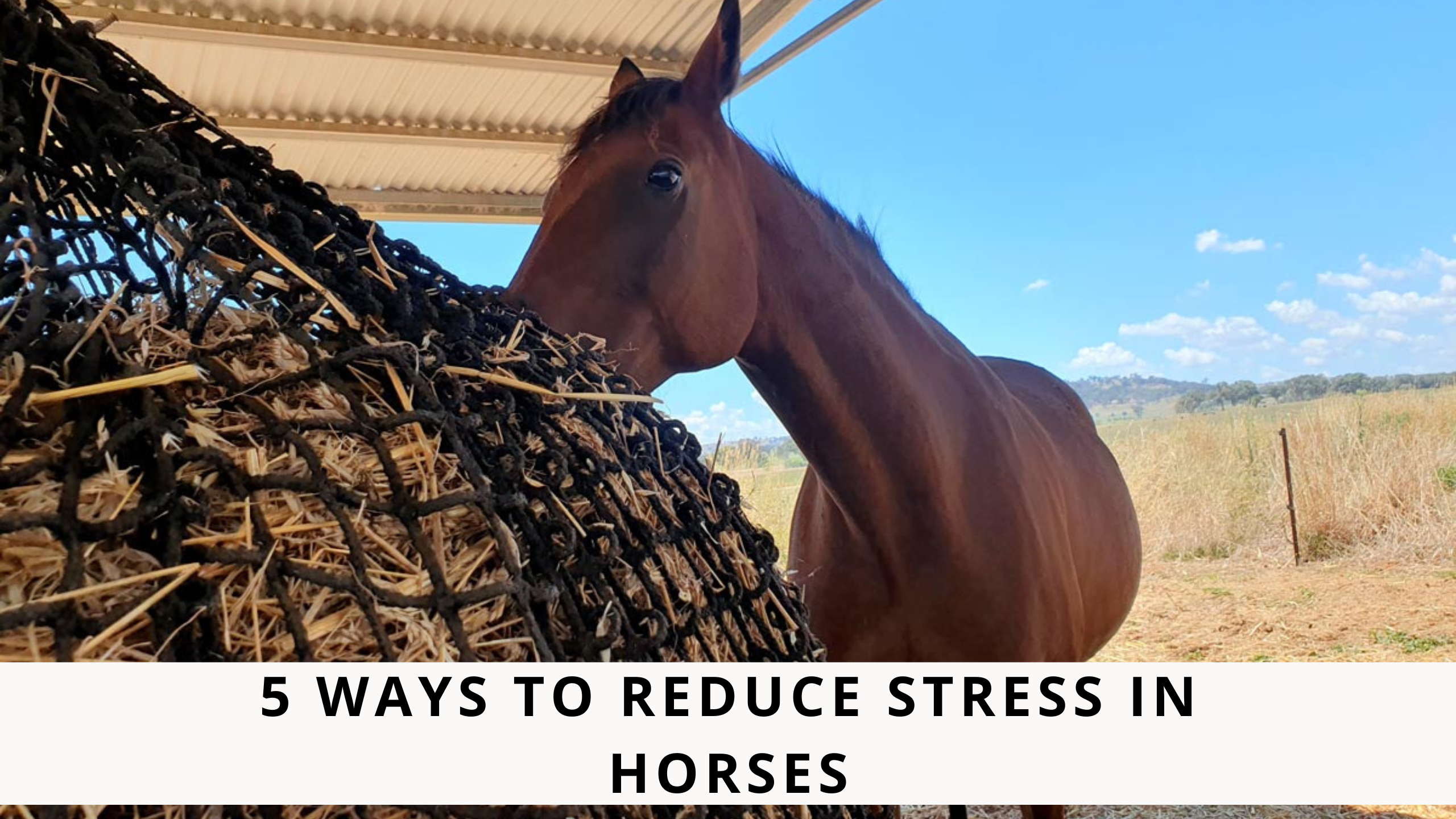 5 Ways to Reduce Stress in Horses – Gutzbusta USA
