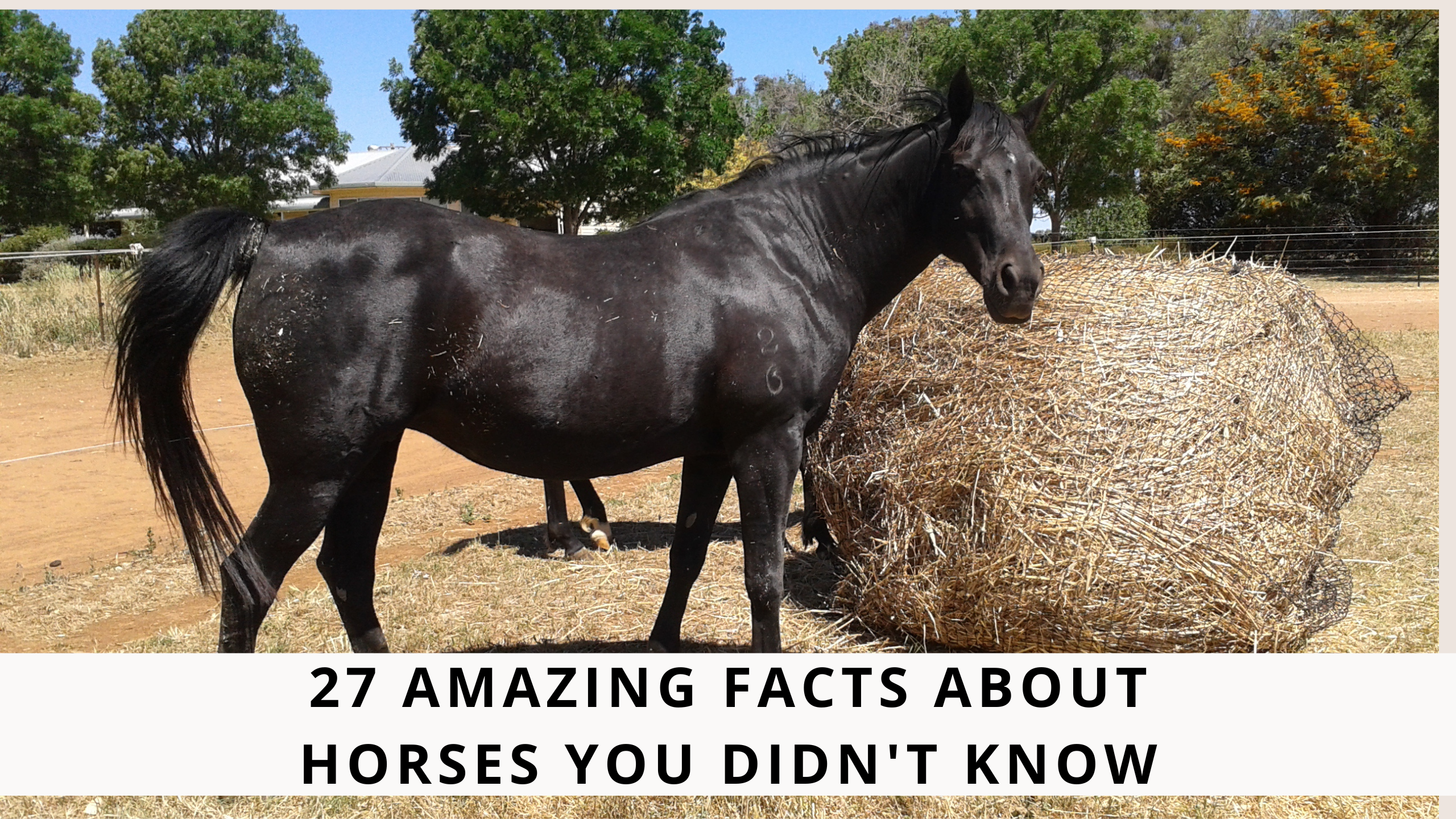 27 Amazing Facts About Horses You Didn't Know – Gutzbusta USA