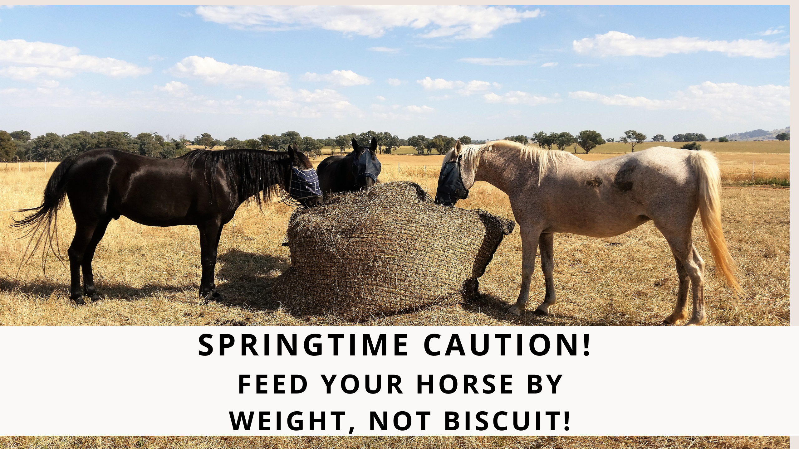 Springtime Caution! Feed your horse by weight, not biscuit! – Gutzbusta USA