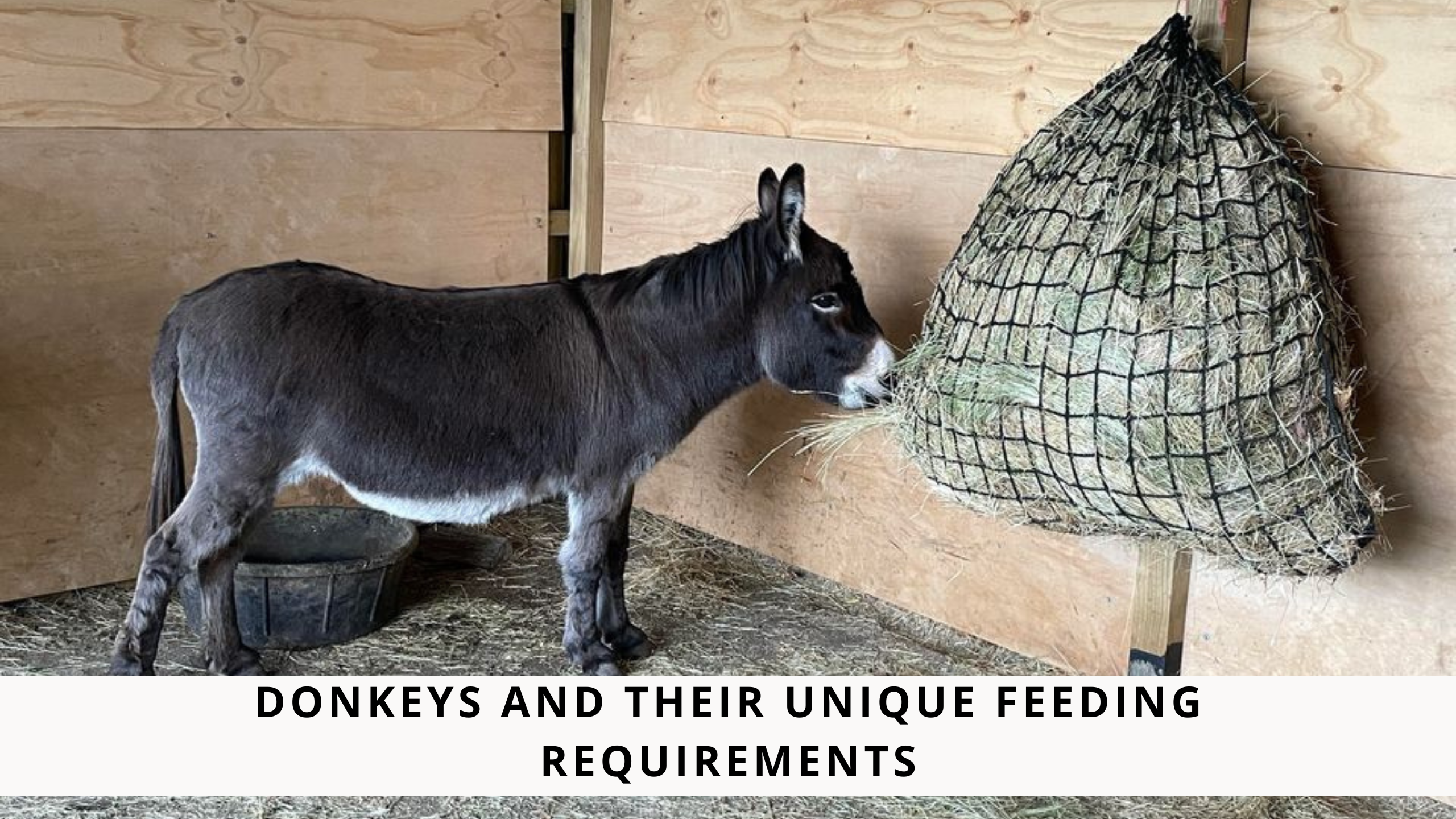 Donkeys and their unique feeding requirements – Gutzbusta USA