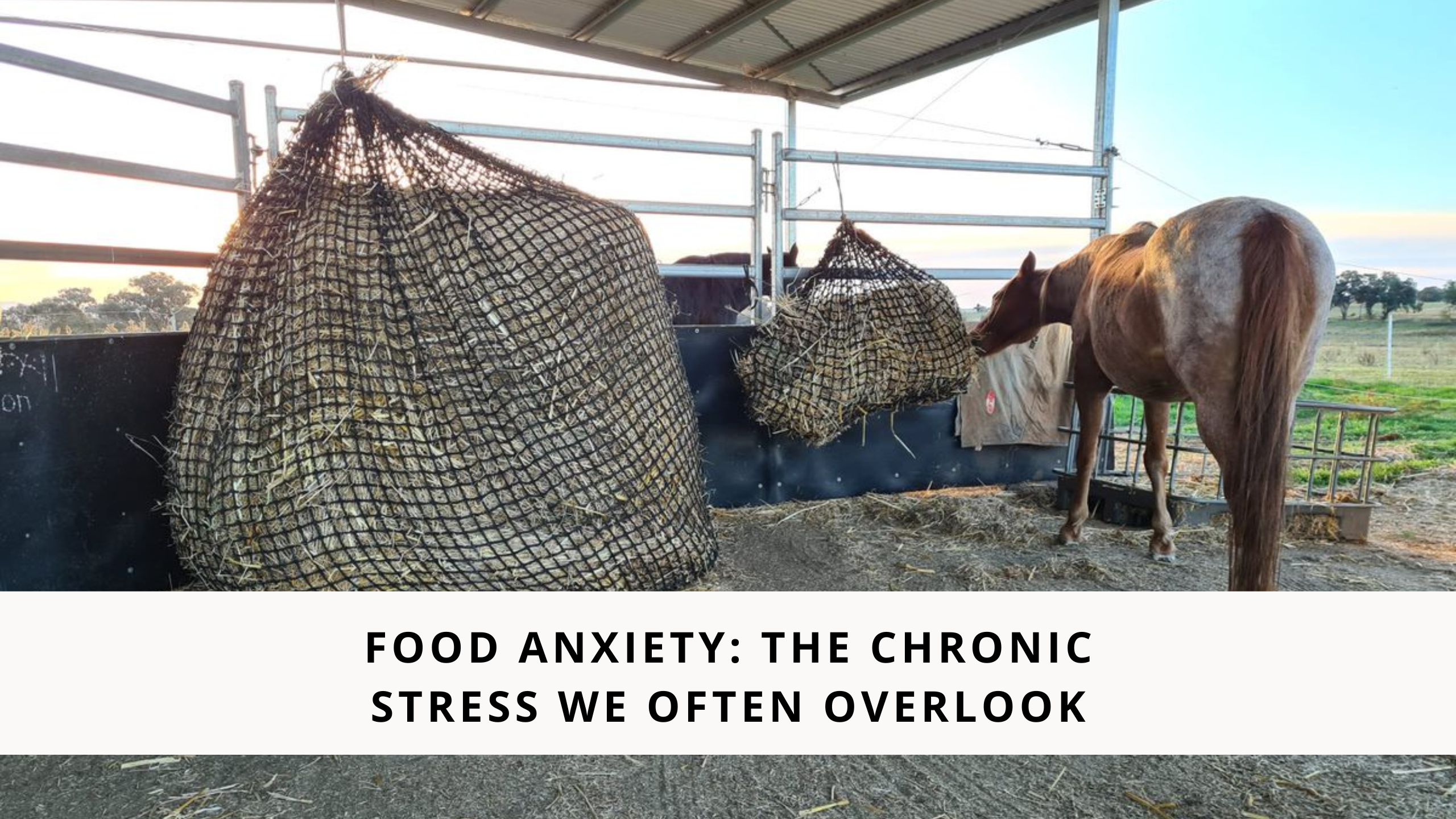 Food Anxiety: The Chronic Stress We Often Overlook – Gutzbusta USA