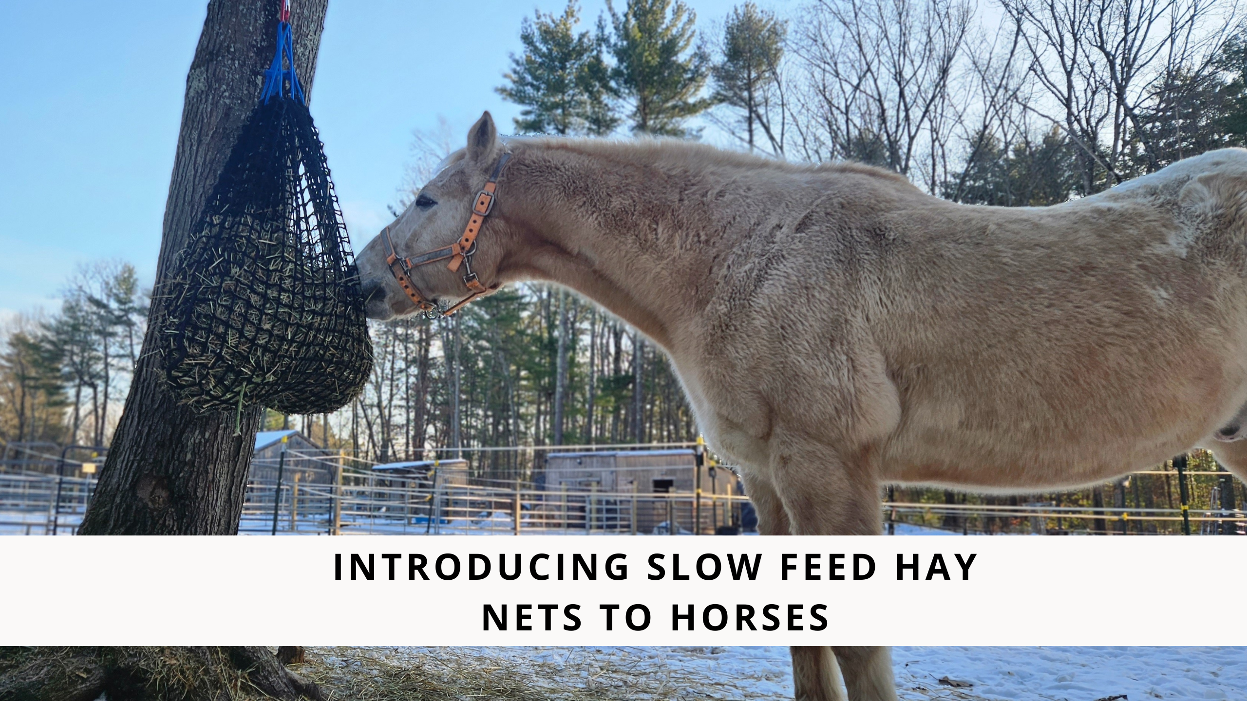 Introducing Slow Feed Hay Nets to Horses – Gutzbusta USA