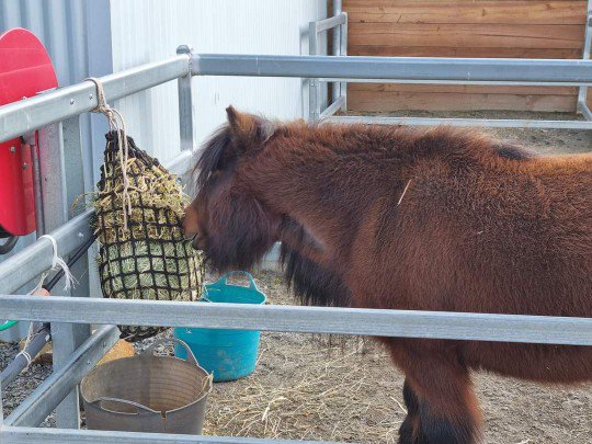 Extra Small Knotless Slow Feed Hay Nets – Gutzbusta USA