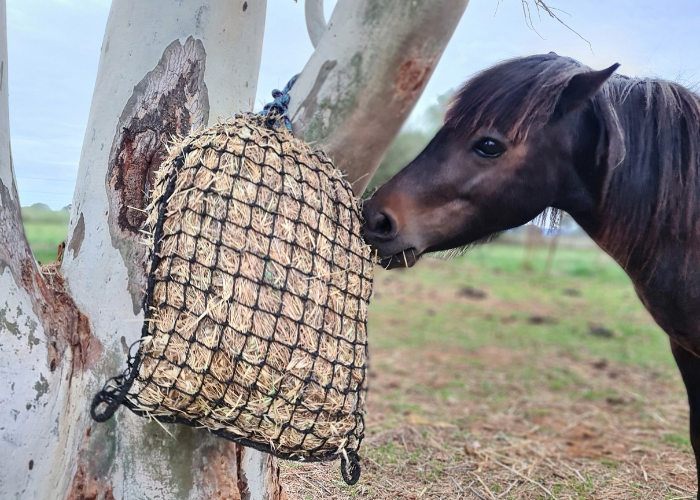 Extra Small Knotted Slow Feed Hay Net – Gutzbusta USA